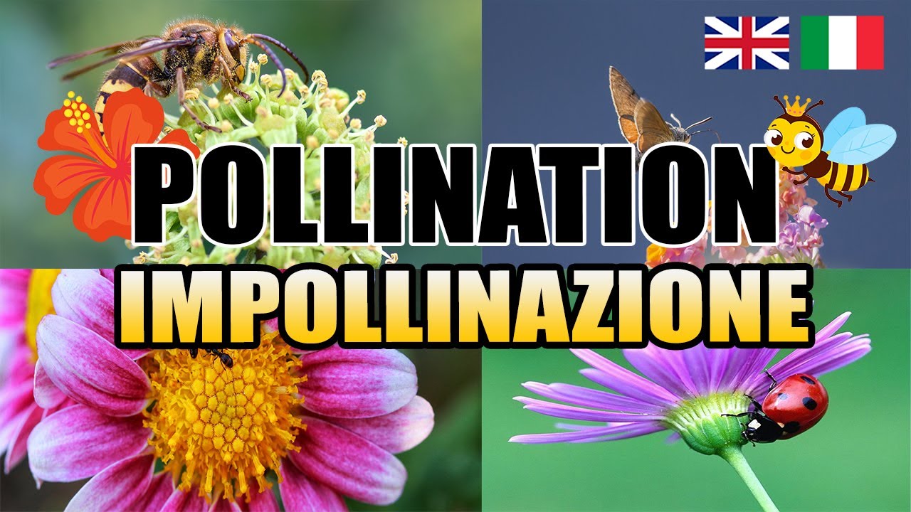 L’impollinazione | Pollination – Rainbow Magic English
