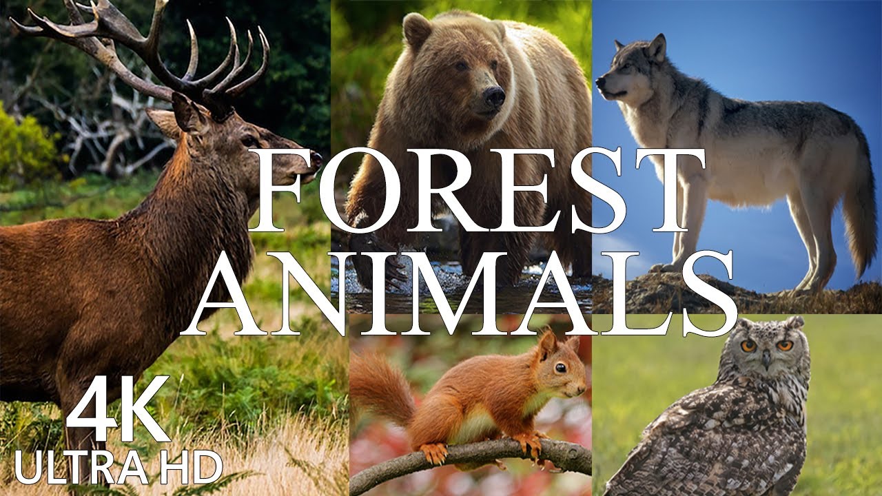 I versi degli animali del bosco | Forest animal sounds in 4k – Rainbow ...
