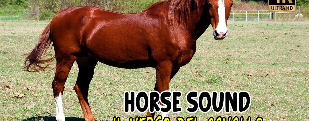 Il Verso del cavallo – Nitrito | Horse sound Whinnying – Rainbow Magic ...