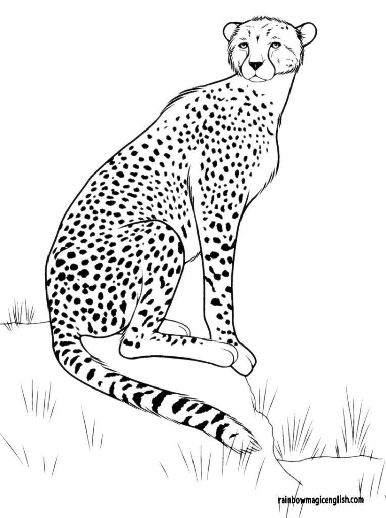 I grandi felini da colorare e stampare – Rainbow Magic English