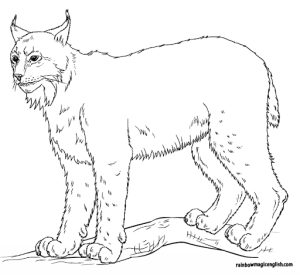 I grandi felini da colorare e stampare – Rainbow Magic English