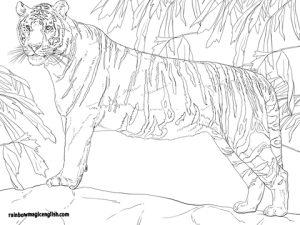 I grandi felini da colorare e stampare – Rainbow Magic English