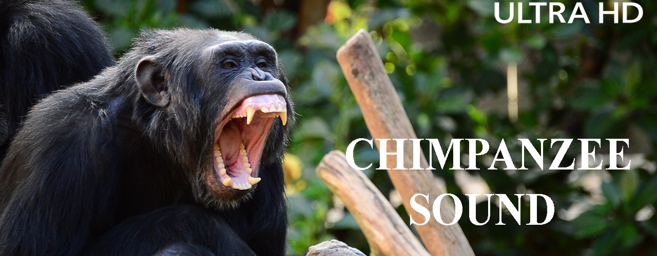 Rainbow Magic English – Nature, Animal Sounds, Entertainment, Relaxing ...