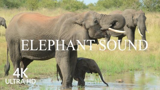 Rainbow Magic English – Nature, Animal Sounds, Entertainment, Relaxing ...