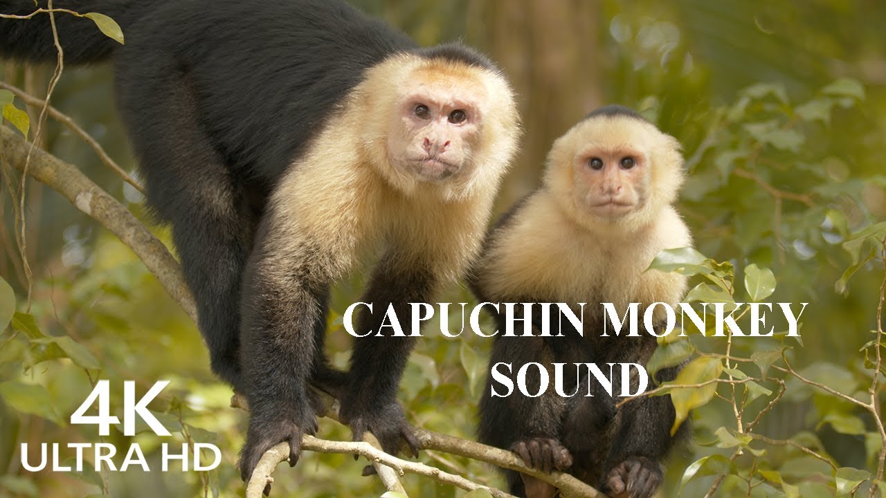 Rainbow Magic English – Nature, Animal Sounds, Entertainment, Relaxing ...