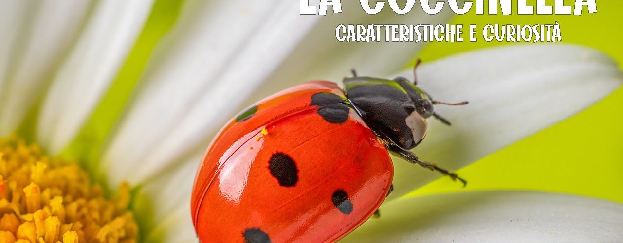 La coccinella – Caratteristiche e Curiosità | Ladybug facts and ...